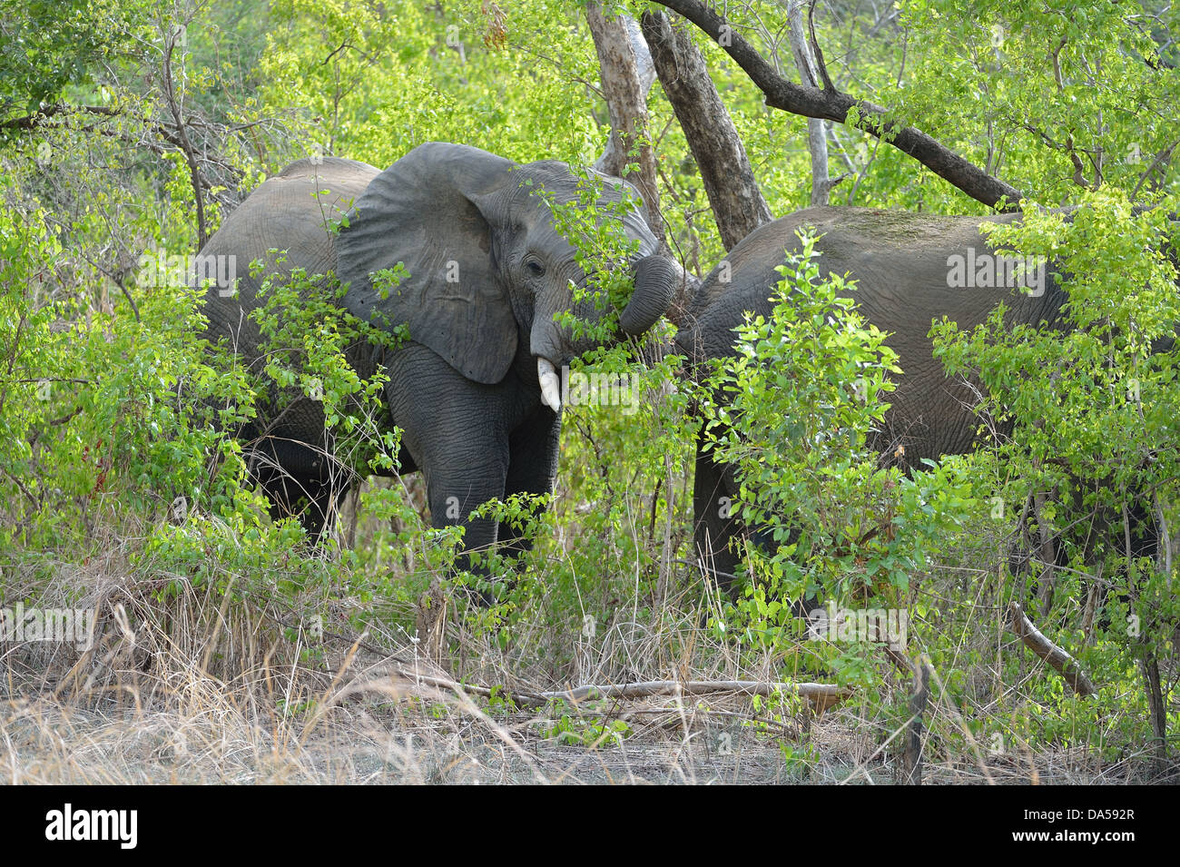 West African bush elephant - Savanna elephant - Bush elephant ...