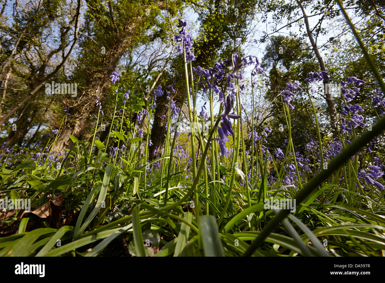 Ground level view of Blue Bell woodland at Welcombe, North Devon Stock ...