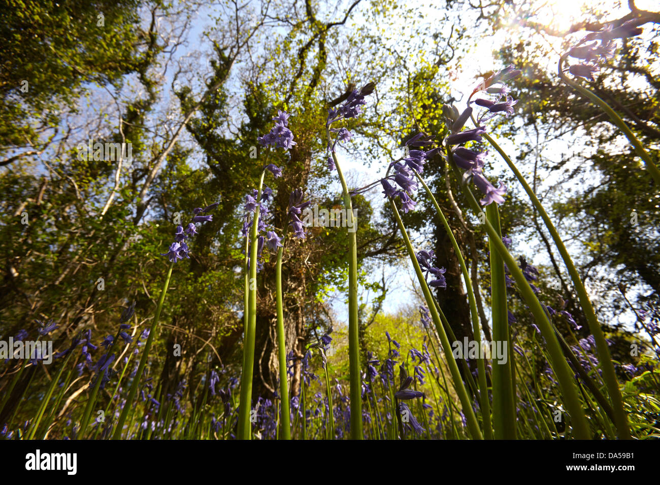 Ground level view of Blue Bell woodland at Welcombe, North Devon Stock ...