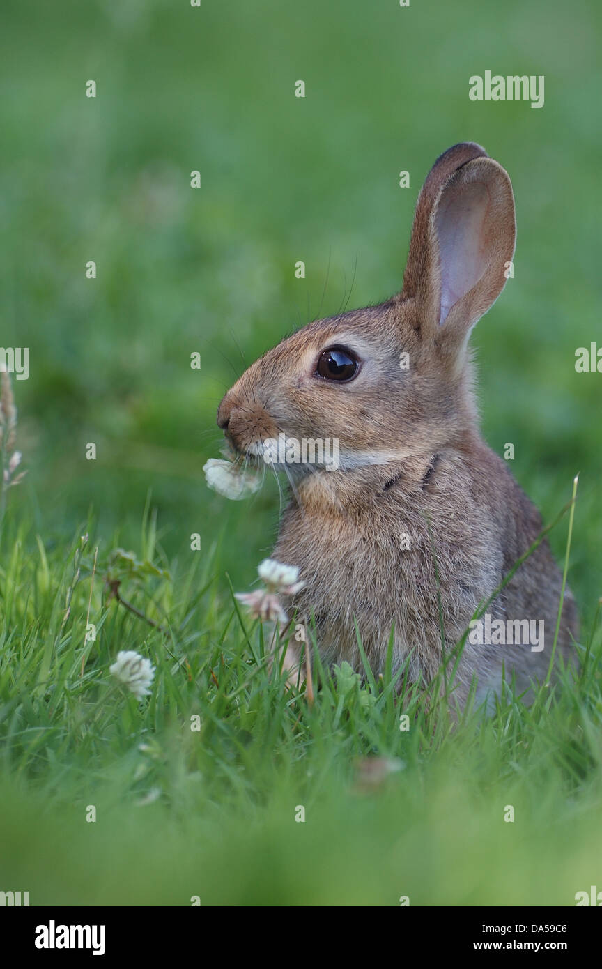 European Rabbit (Oryctogalus cuniculus) eating flower of clover Stock ...