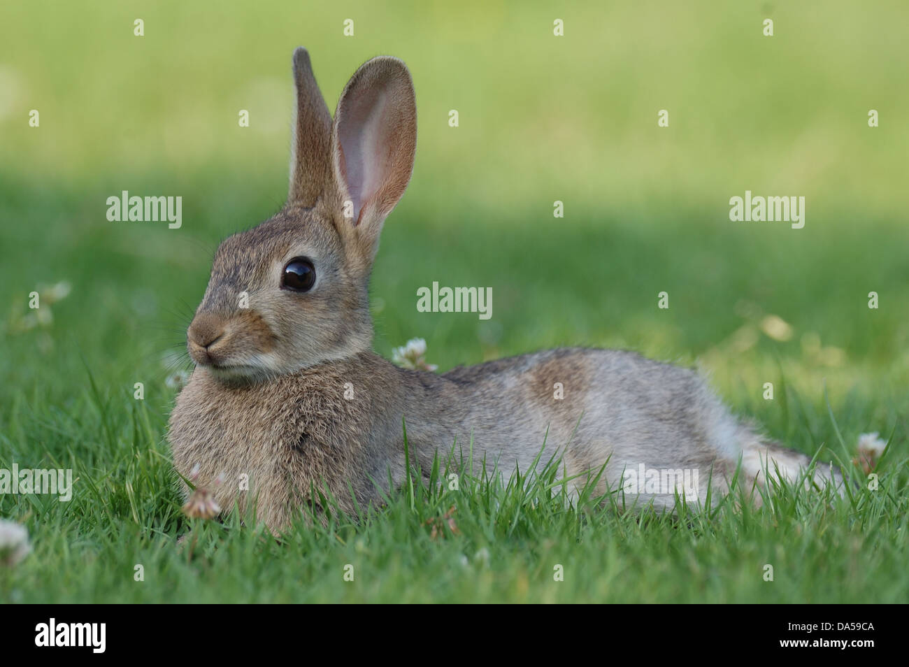 Rabbit laying in grass hi-res stock photography and images - Alamy