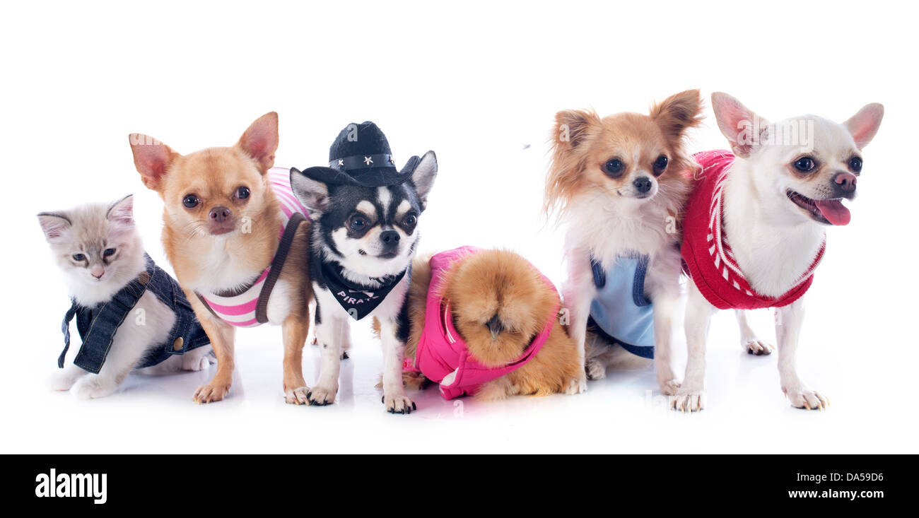 Cute cat dog chicken hi-res stock photography and images - Alamy