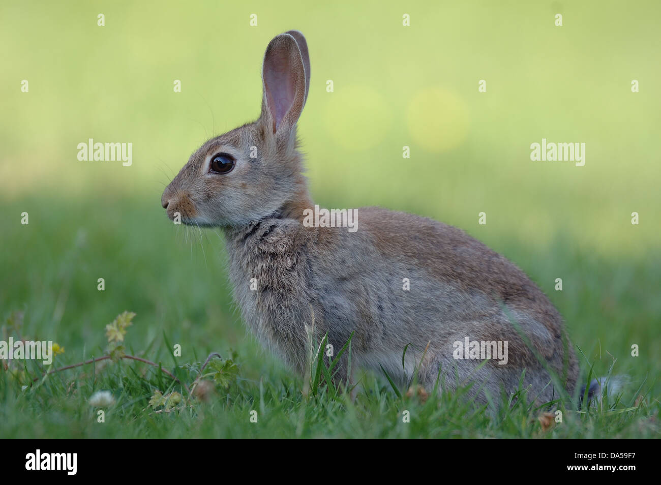European Rabbit (Oryctogalus cuniculus) sitting in the grass Stock ...