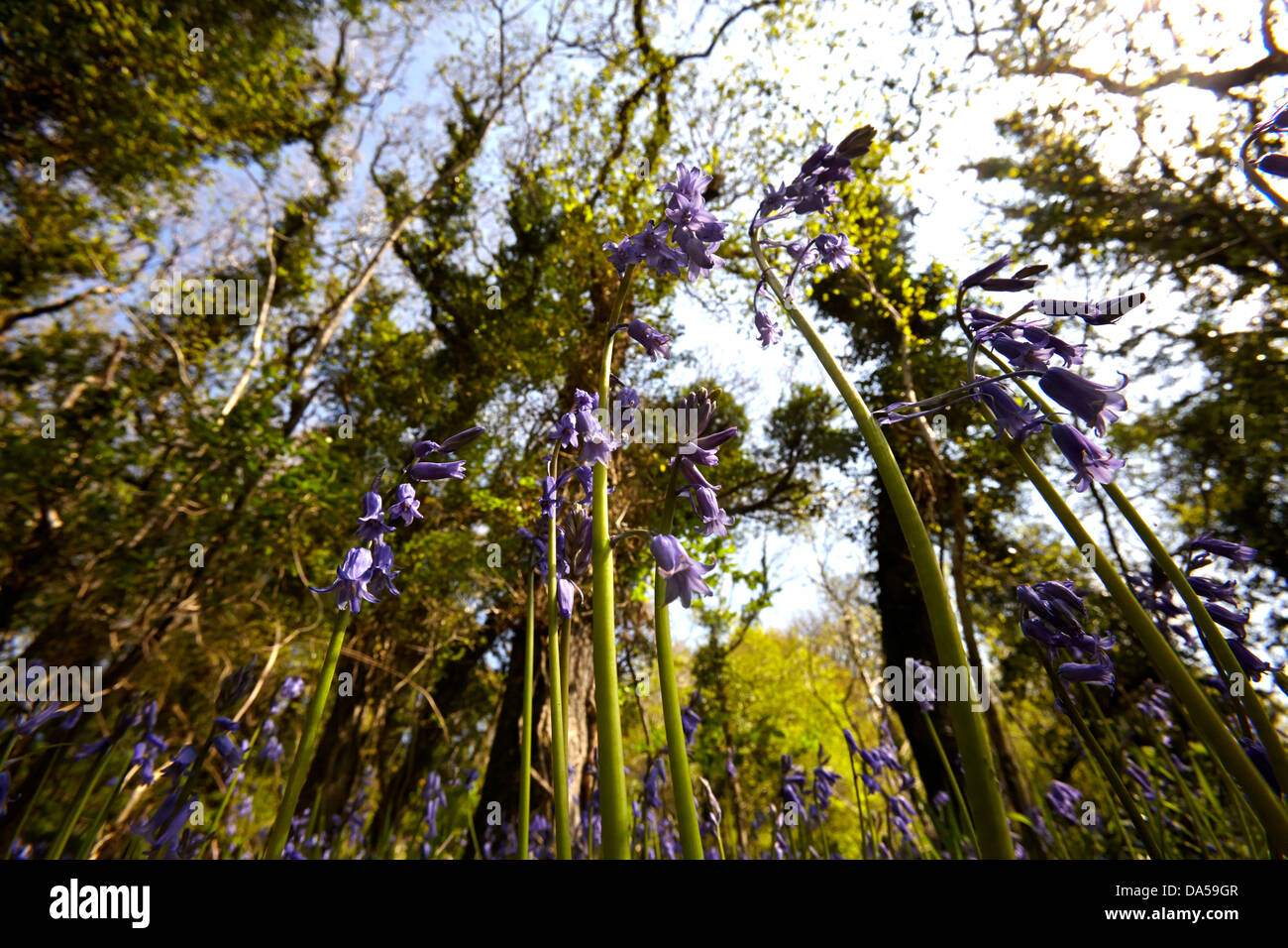 Worm's eye view of Blue Bells in woodland at Welcombe, North Devon ...