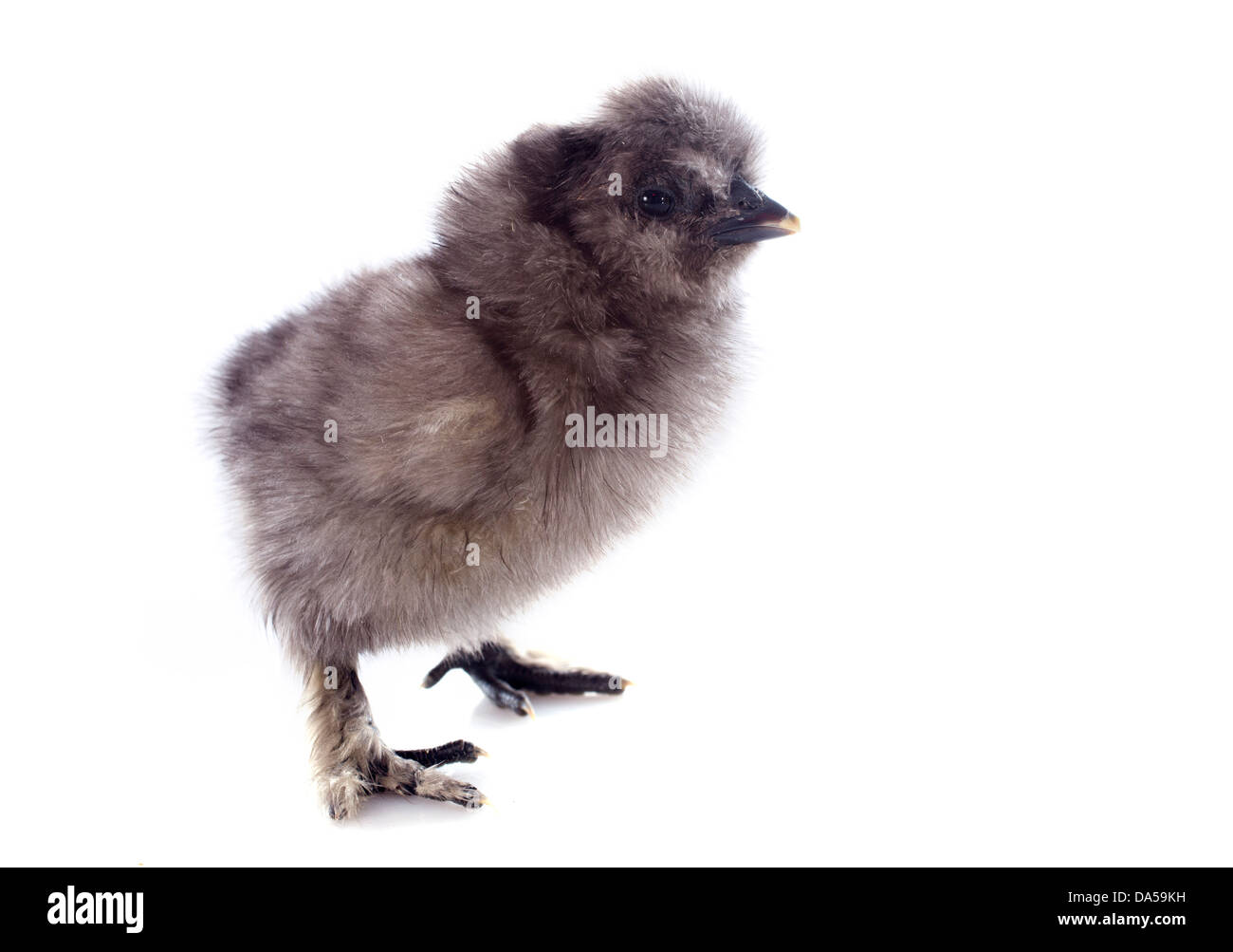 Silkie bantam hi-res stock photography and images - Alamy