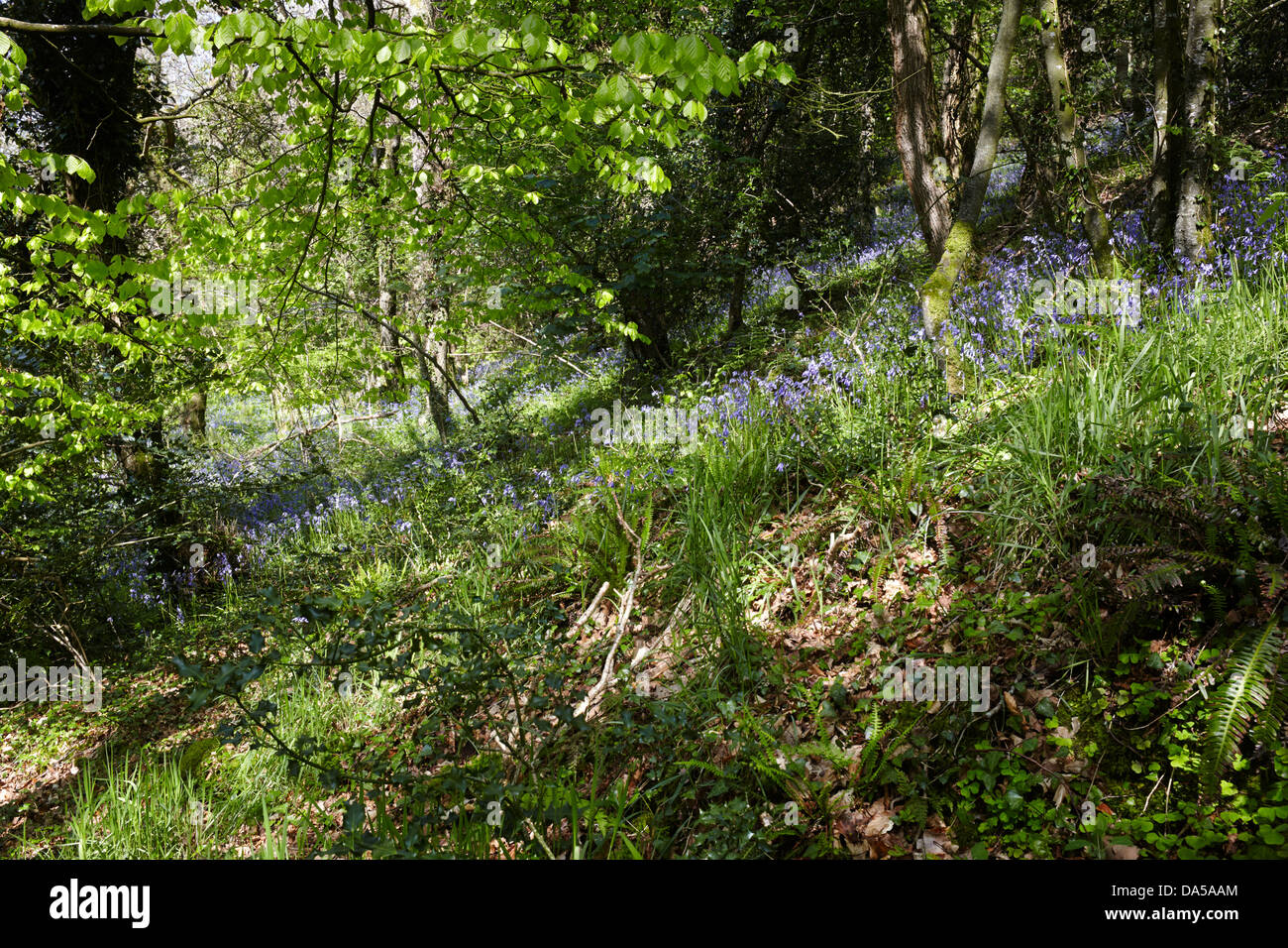 Blue Bell woodland at Welcombe, North Devon Stock Photo - Alamy