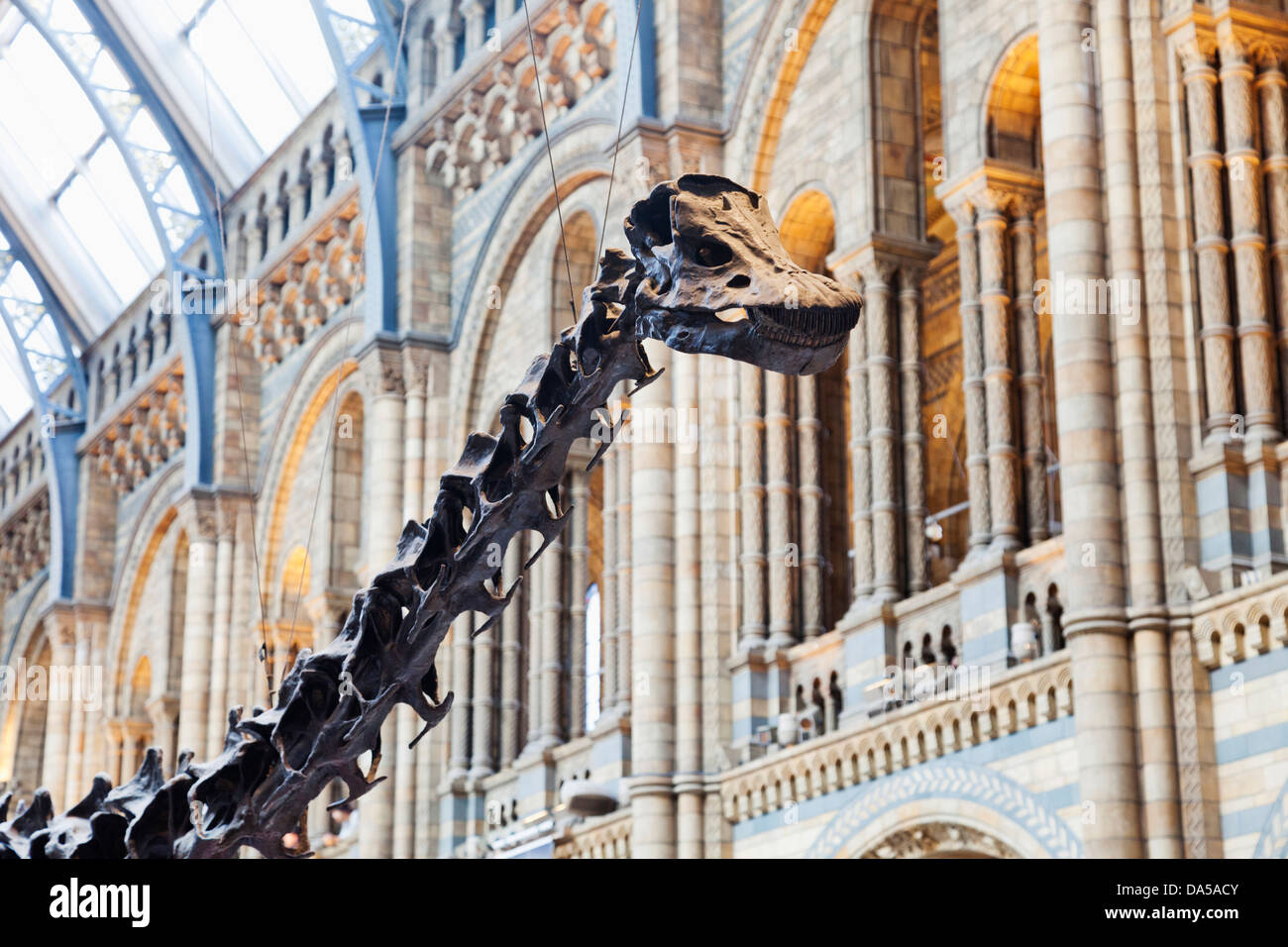 England, London, Kensington, Natural History Museum, Dinosaur Stock ...