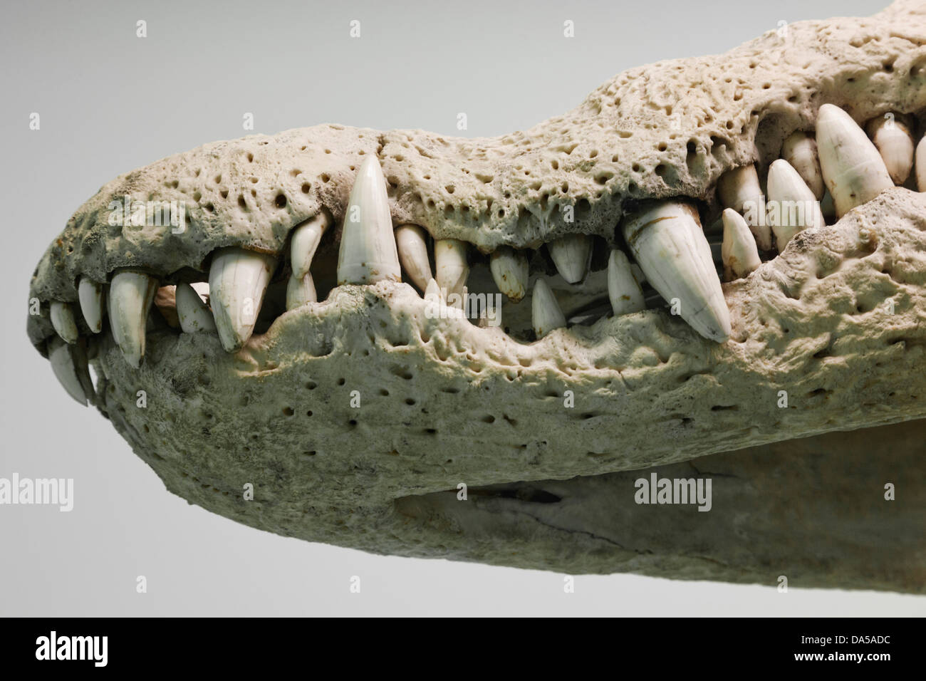 England, London, Kensington, Natural History Museum, Crocodile Skeleton ...
