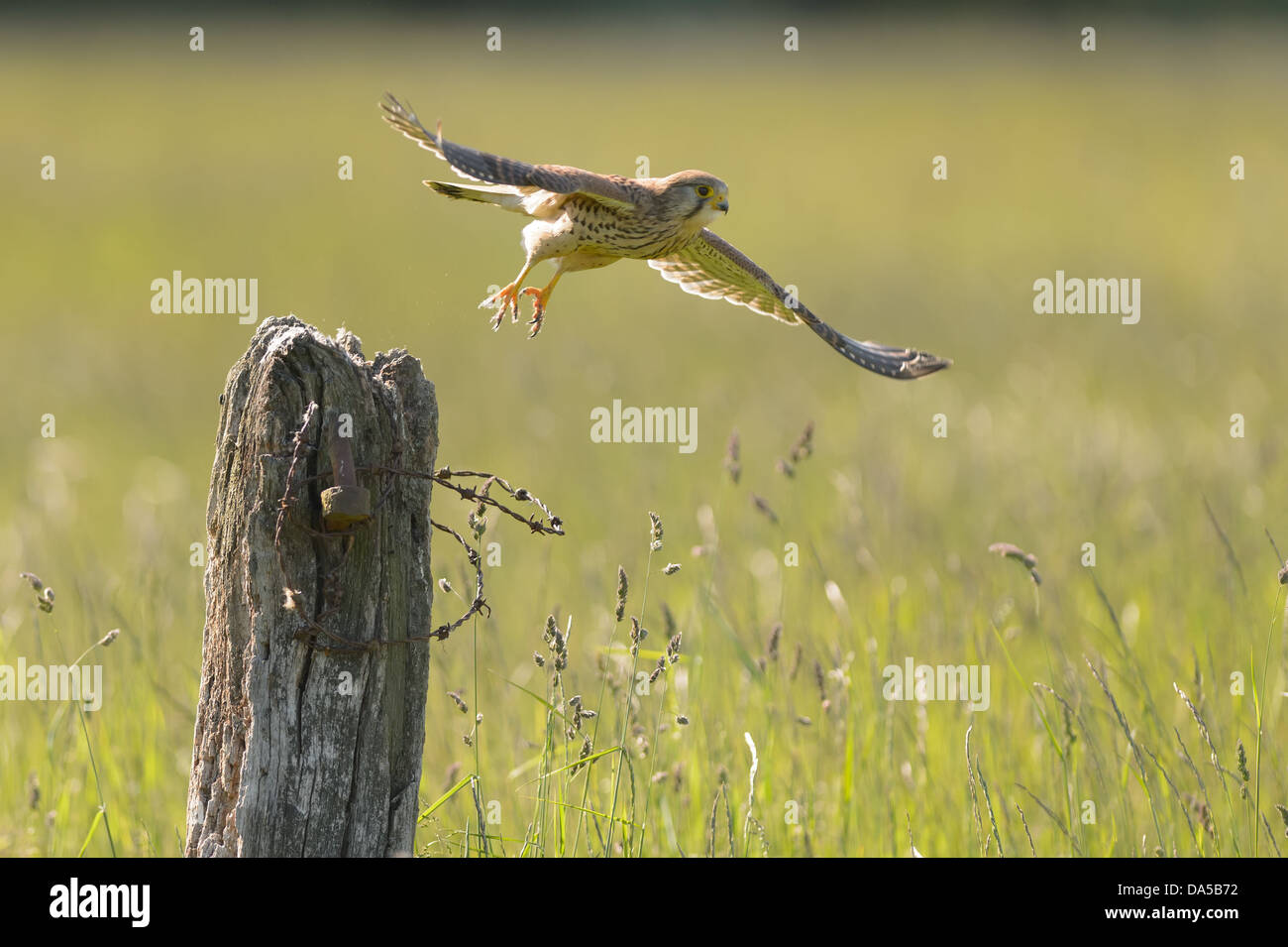 Female Kestrel - taking off Stock Photo - Alamy