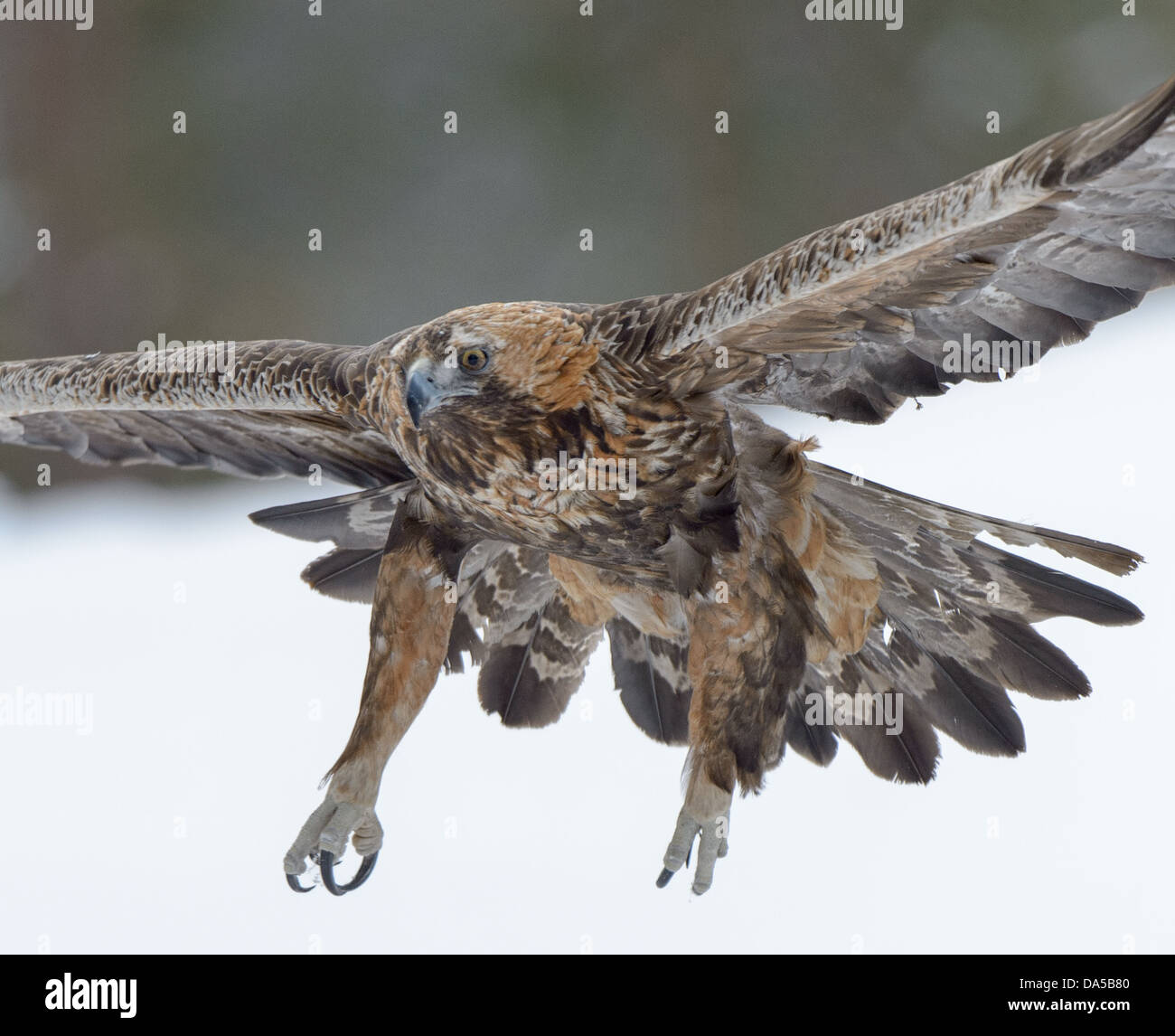 Golden Eagle, Flying Closeup Stock Photo - Alamy