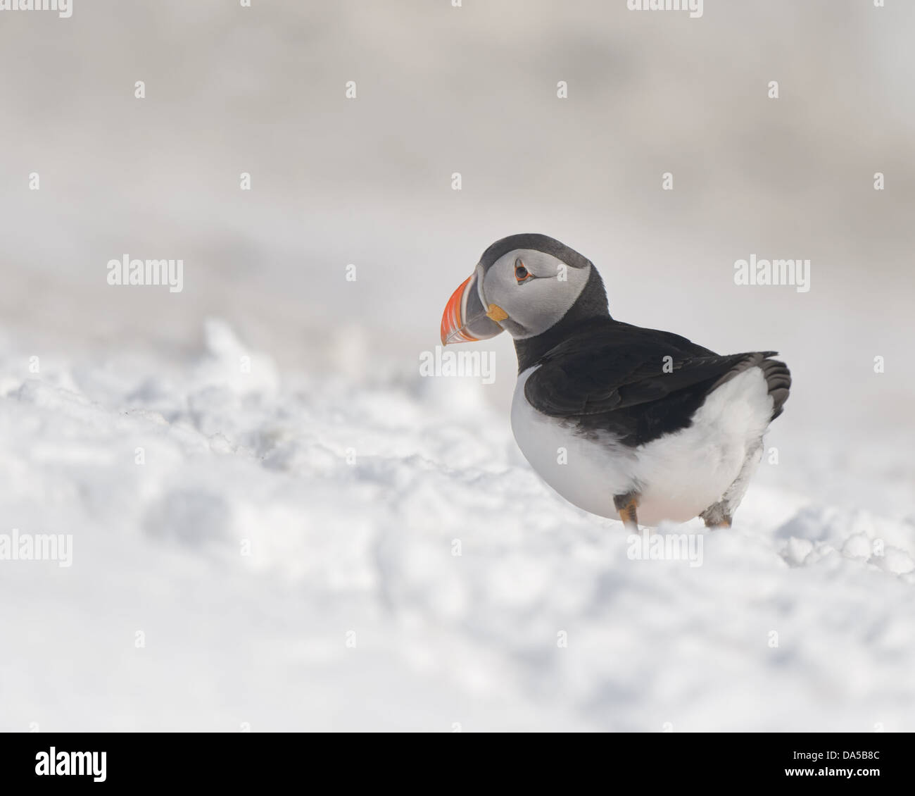 Atlantic puffin winter hi-res stock photography and images - Alamy