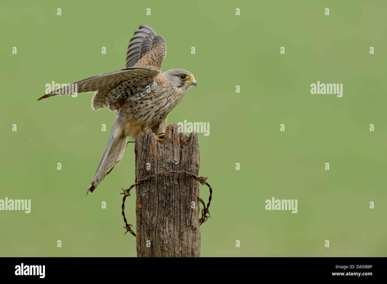 Kestrel on wire hi-res stock photography and images - Alamy