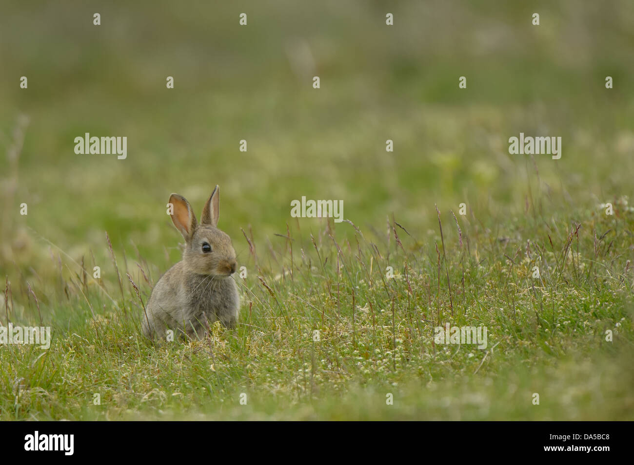Young Rabbit on the Moors North Yorkshire Moors National Park ...