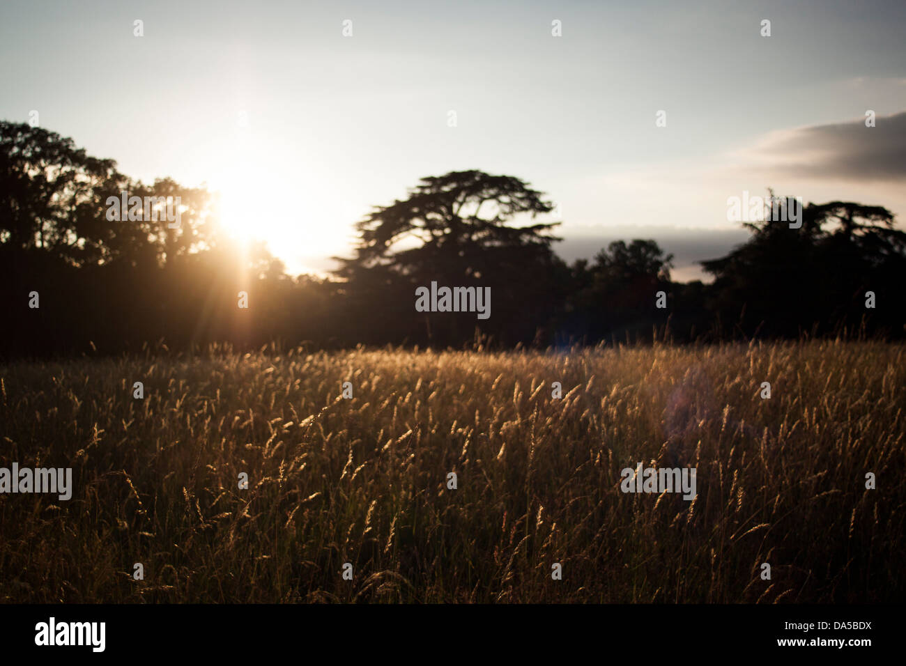 Sunset over meadow hi-res stock photography and images - Alamy