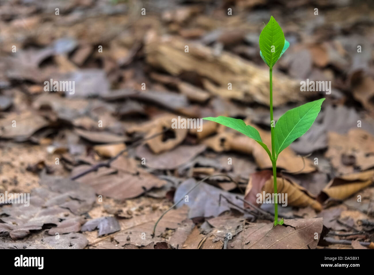 Green Leaves surrounded by shredded leaves Stock Photo - Alamy