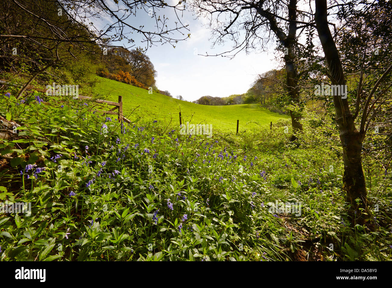 Rolling pasture and Blue Bell woodland at Welcombe, North Devon Stock ...