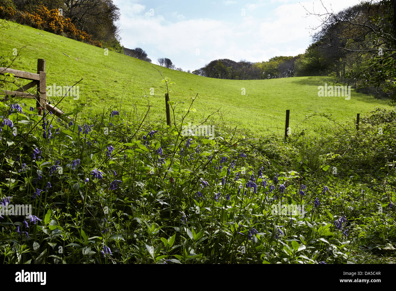 Rolling pasture and Blue Bell woodland at Welcombe, North Devon Stock ...