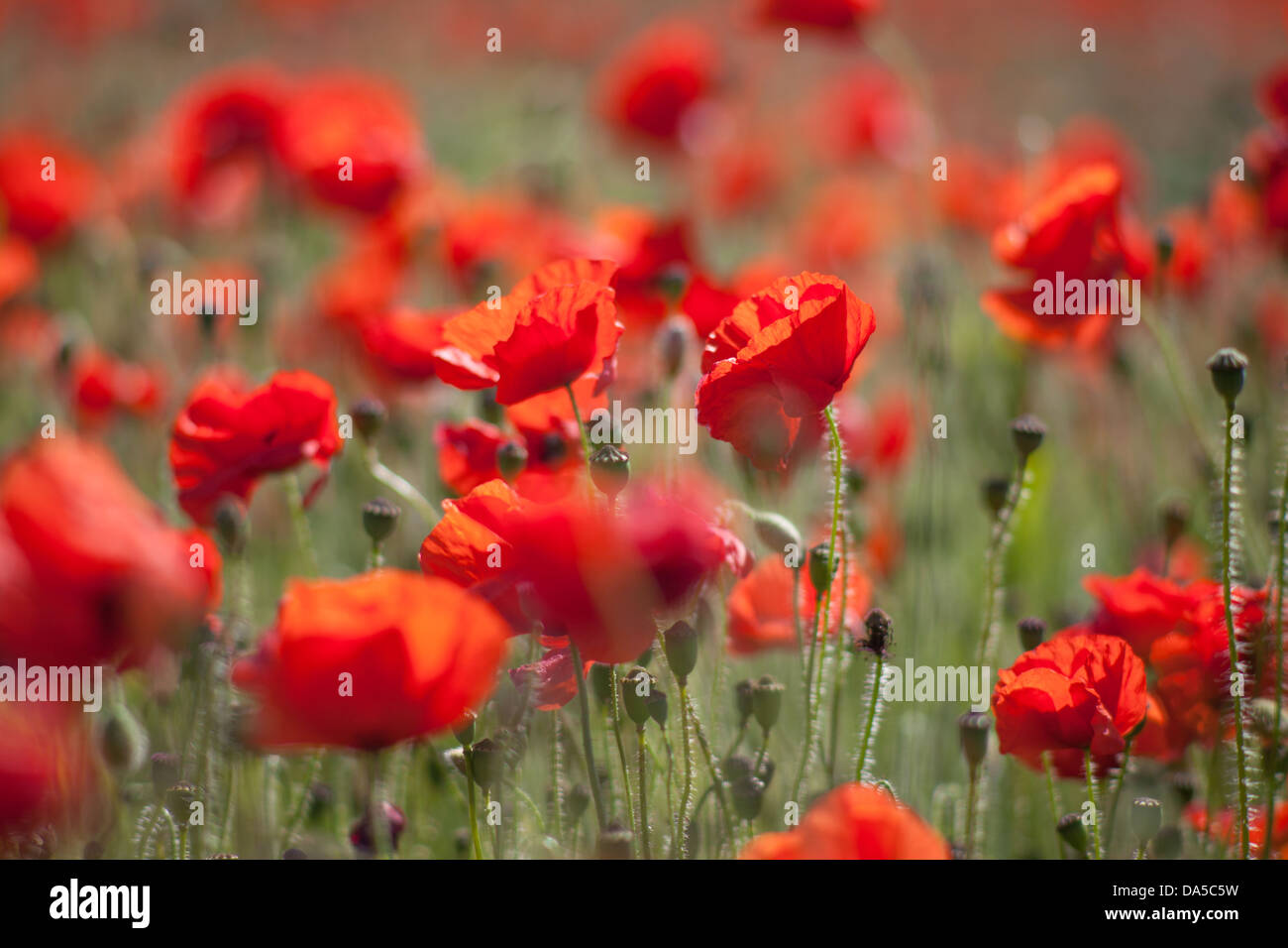 Close up of red poppy heads in a poppy field Harston, Cambridgeshire ...