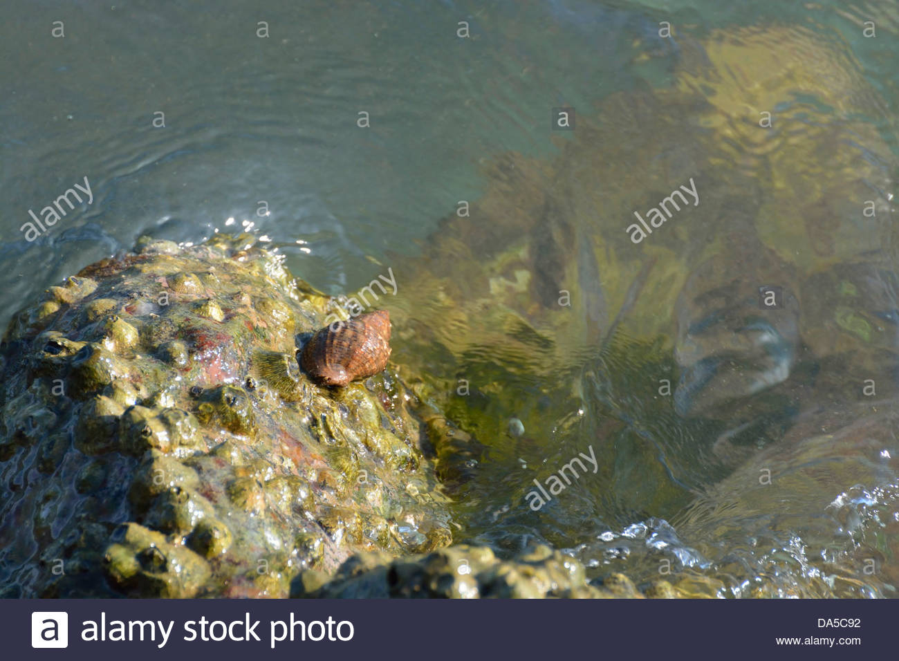 Predatory Sea Snail Stock Photos & Predatory Sea Snail Stock Images - Alamy