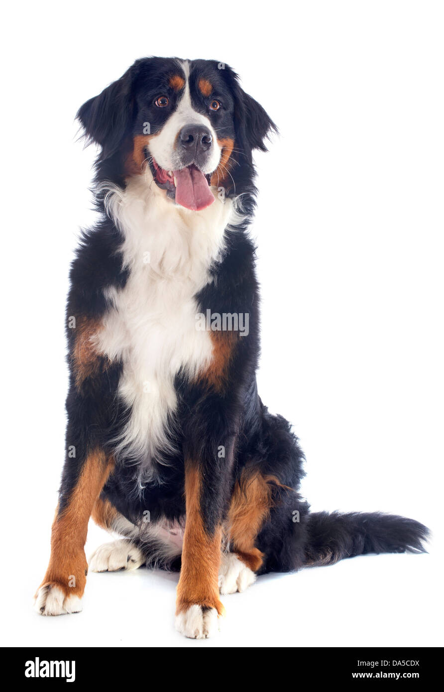 portrait of a purebred bernese mountain dog in front of white ...