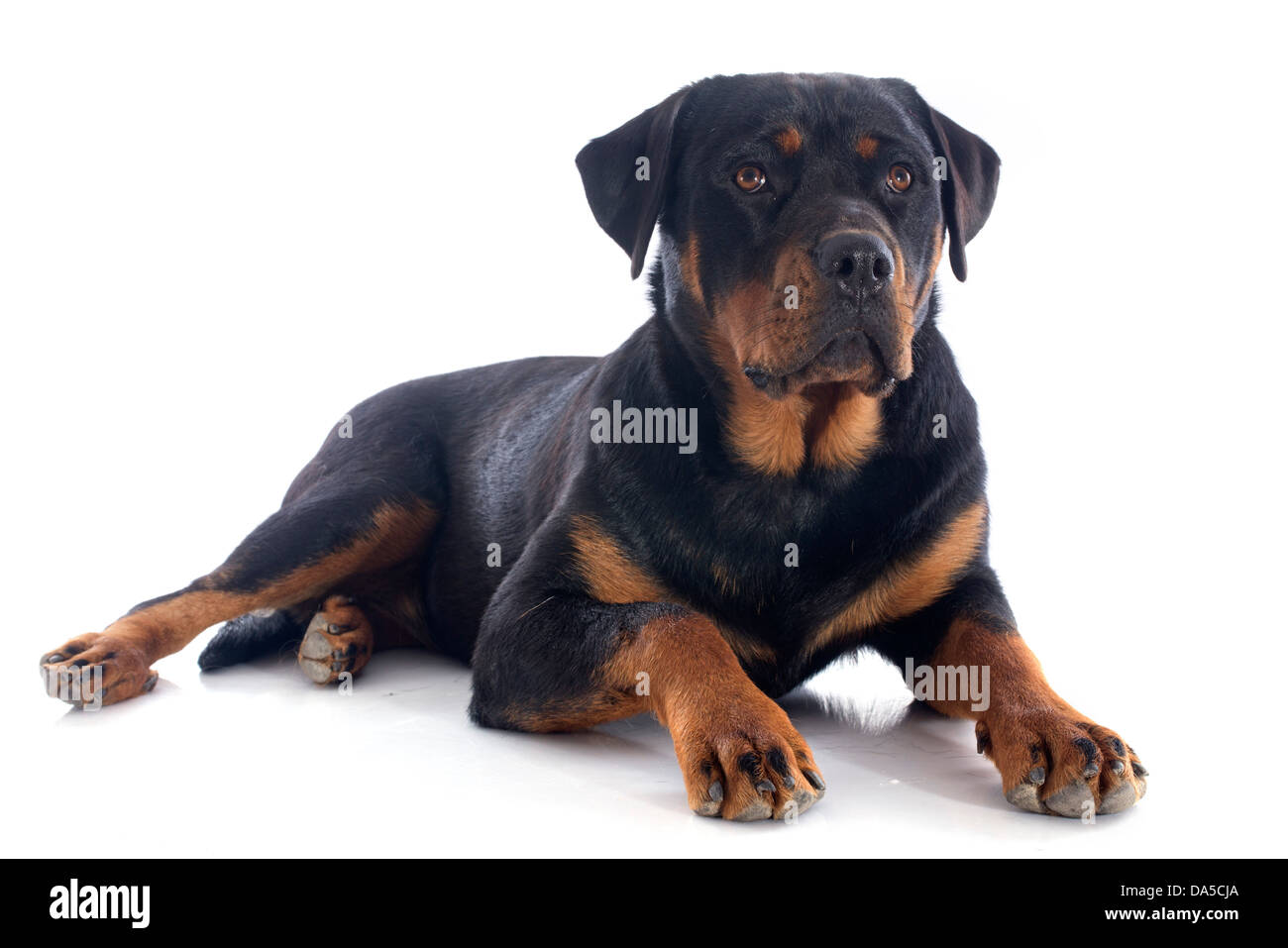 portrait of a purebred rottweiler in front of white background Stock ...