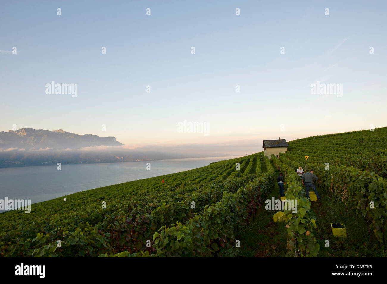 Switzerland, Europe, Vaud, Switzerland, Europe, agriculture, vineyards ...