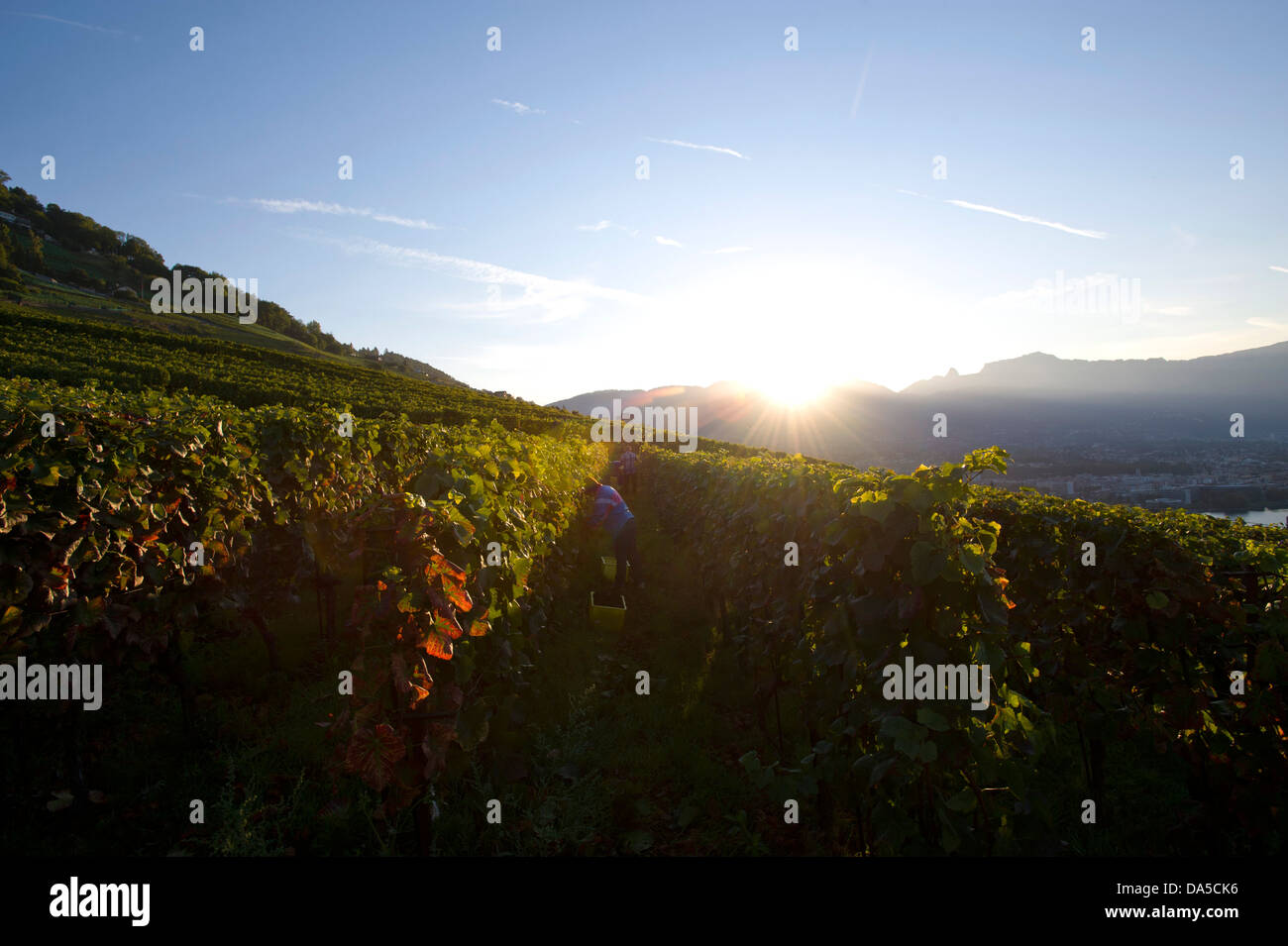 Chardonne hi-res stock photography and images - Alamy
