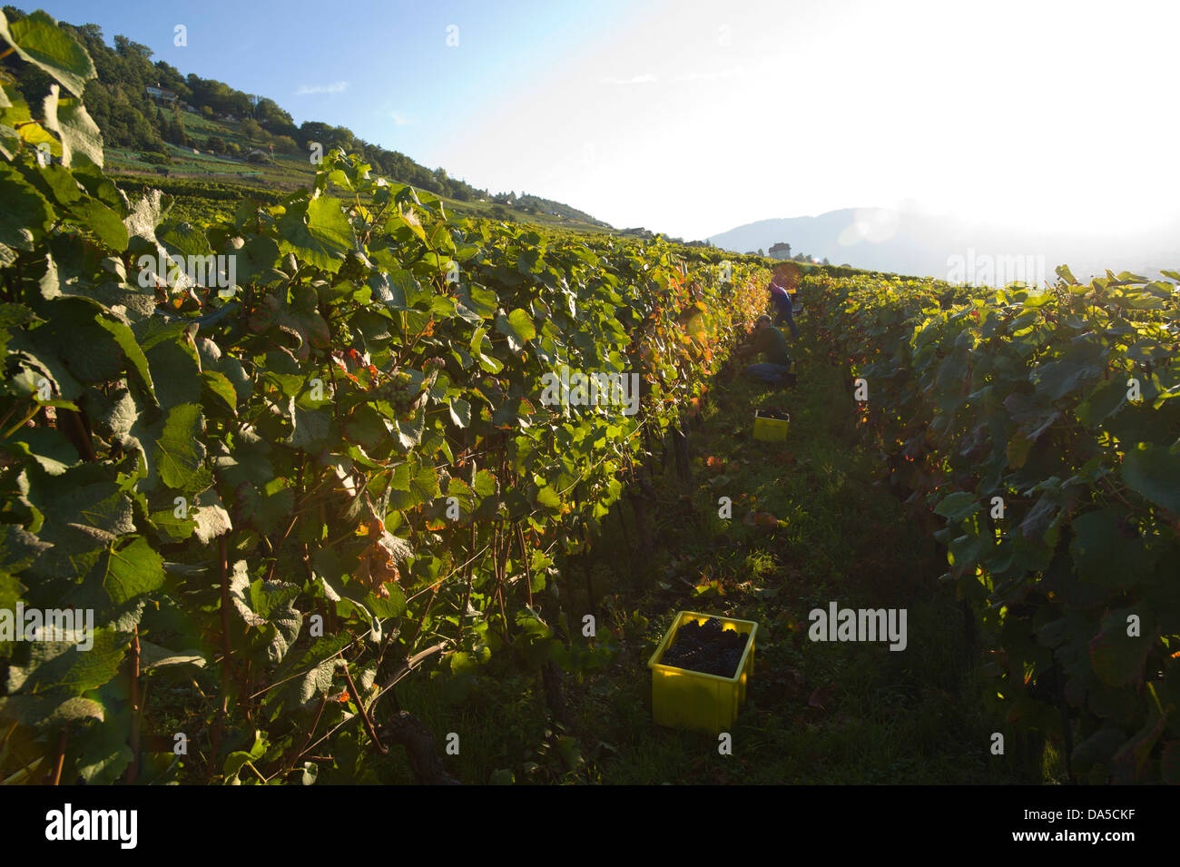 Switzerland, Europe, Vaud, Switzerland, Europe, agriculture, vineyards ...