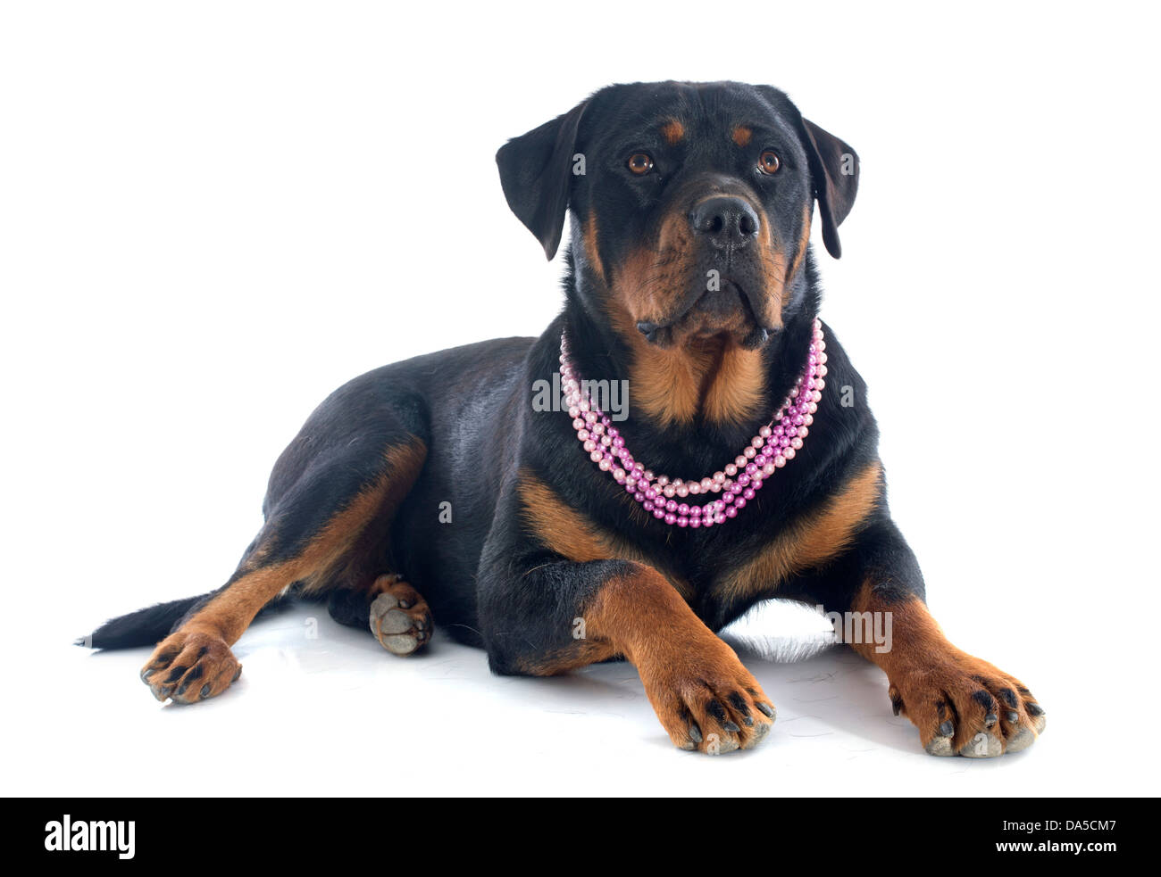 portrait of a purebred rottweiler in front of white background Stock ...