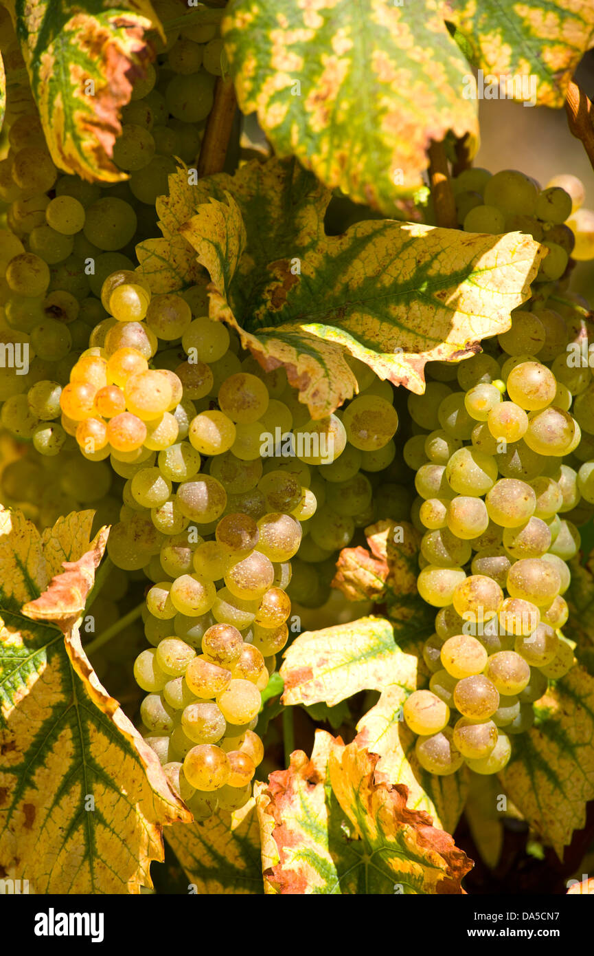 Chardonne lavaux switzerland unesco vineyards hi-res stock photography ...