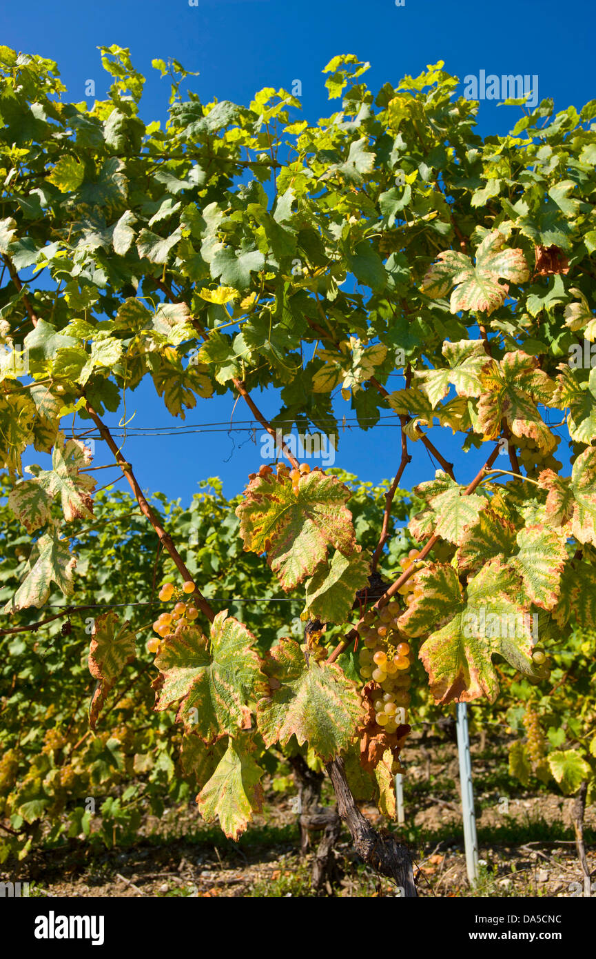 Chardonne lavaux switzerland unesco vineyards hi-res stock photography ...