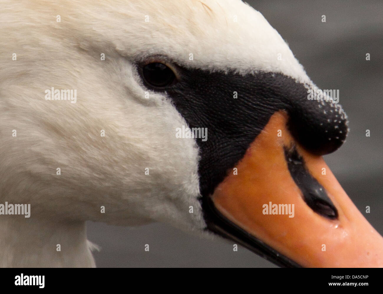 Swan queen hi-res stock photography and images - Alamy