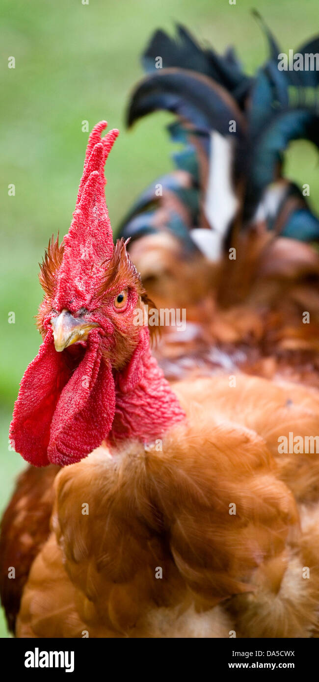 Rooster from above Stock Photo - Alamy