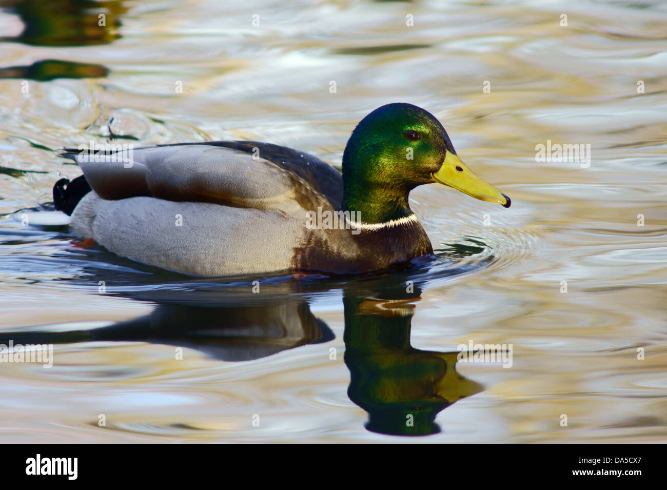 drake on lake in Poland Stock Photo - Alamy