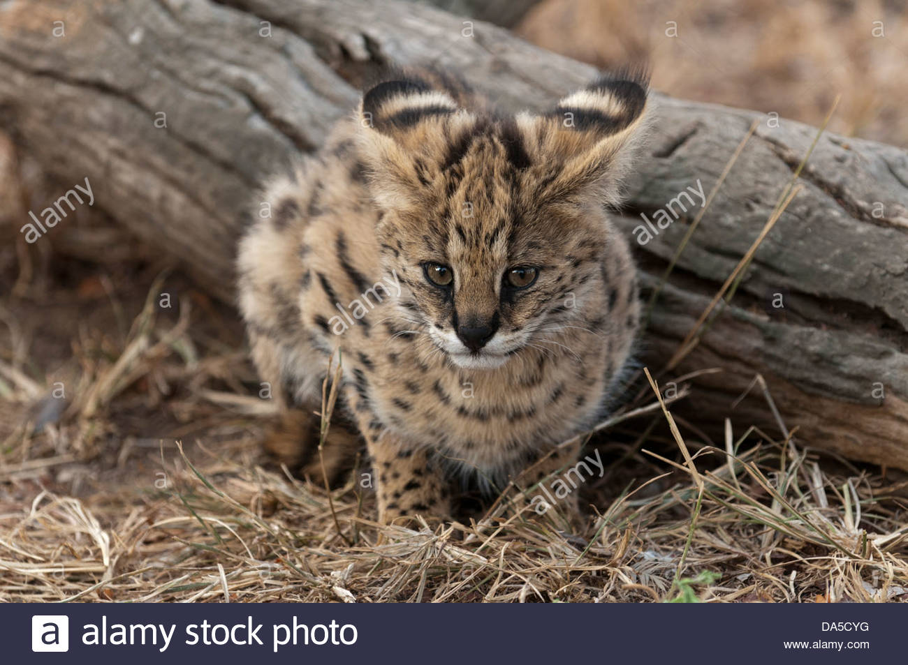 Young Serval High Resolution Stock Photography and Images - Alamy