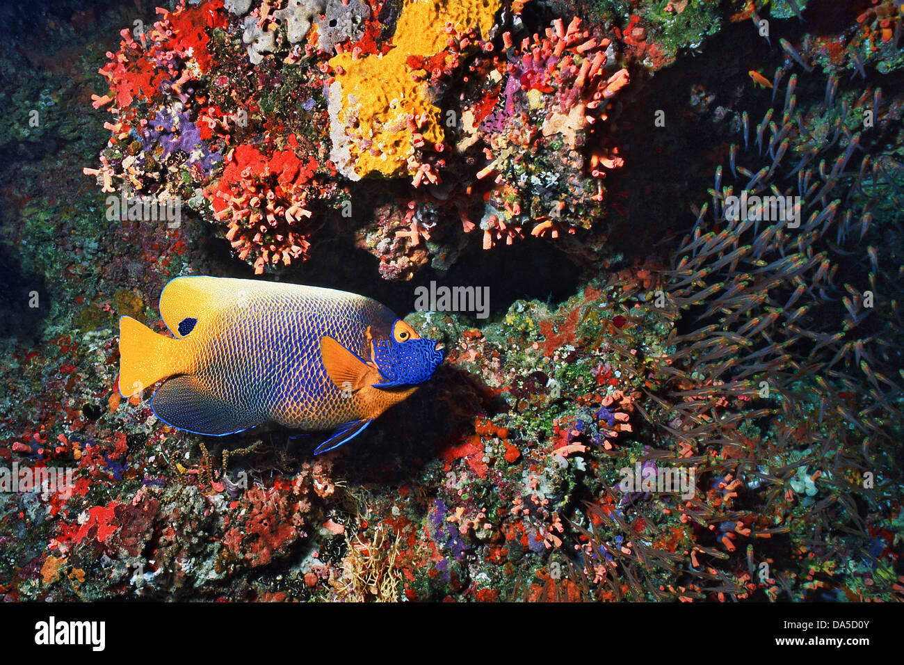 Blue face angelfish hi-res stock photography and images - Alamy