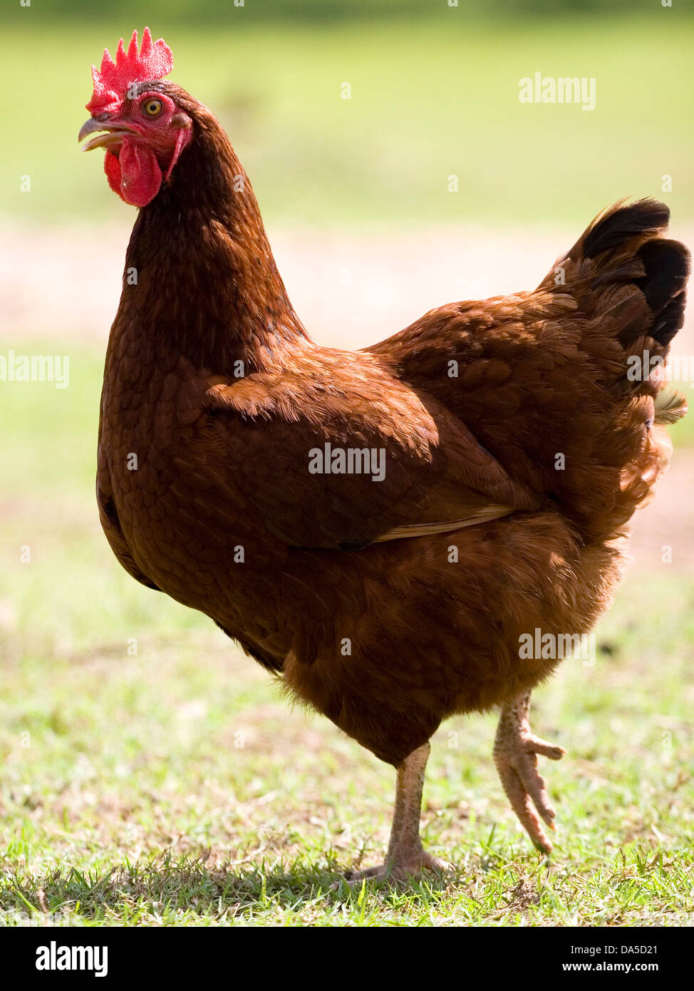 Rooster foot hi-res stock photography and images - Alamy