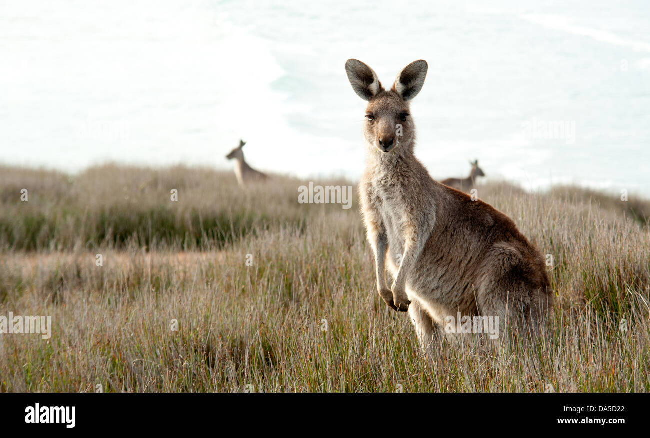 Friendly kangaroo hi-res stock photography and images - Alamy