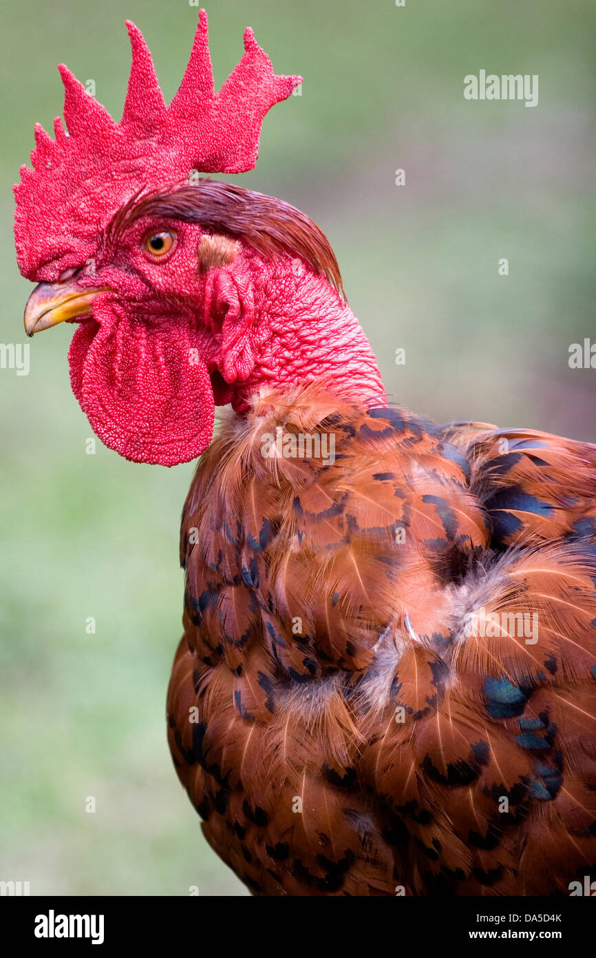 Profile of a rooster Stock Photo - Alamy