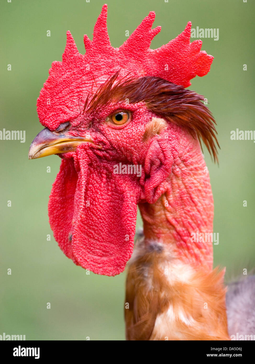 Profile of a rooster Stock Photo - Alamy