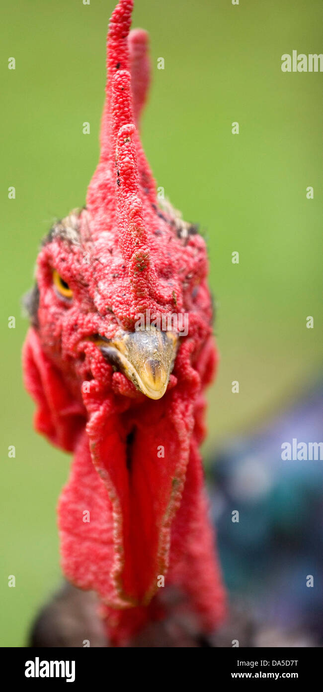 Rooster staring at camera Stock Photo - Alamy