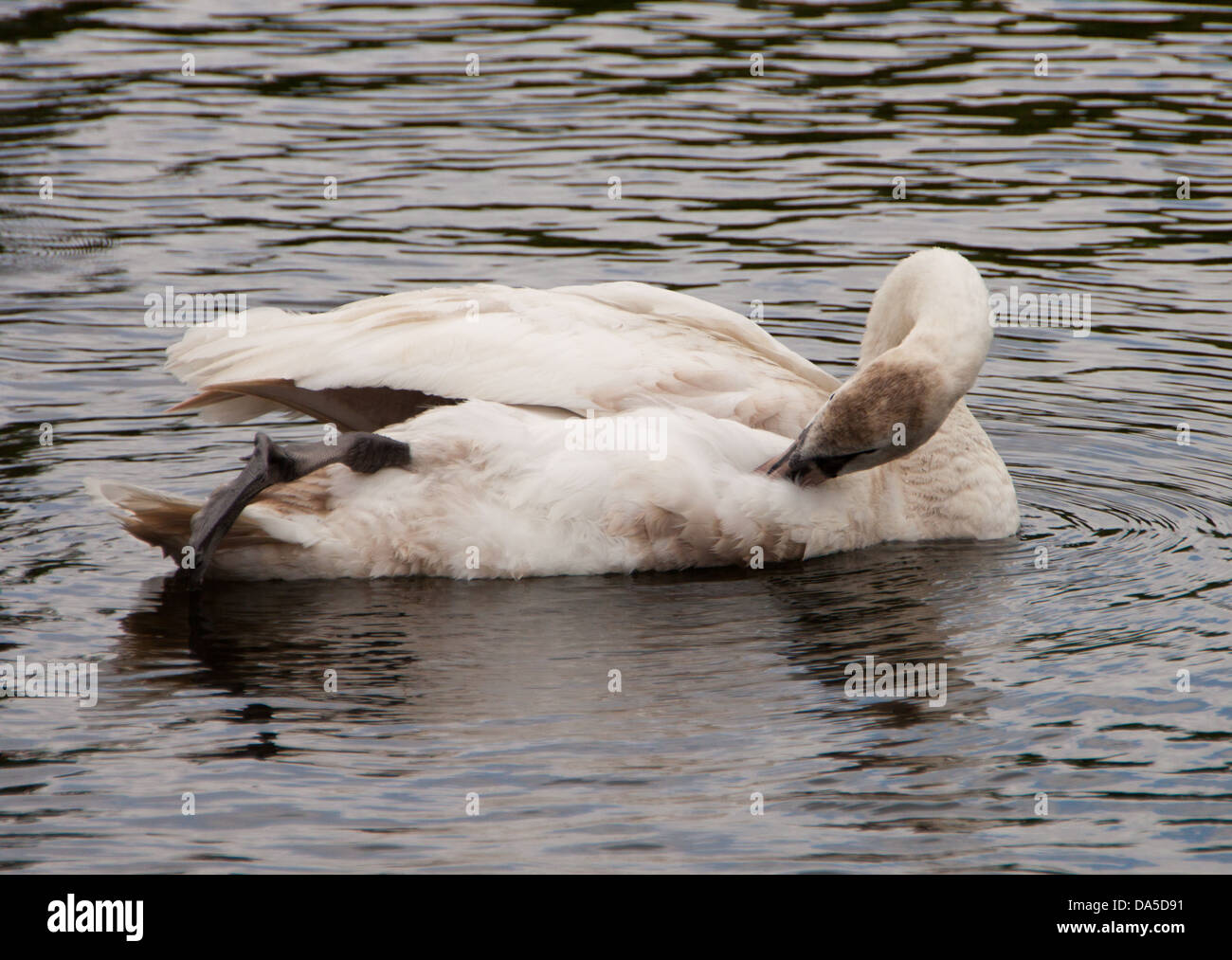 Swan queen hi-res stock photography and images - Alamy