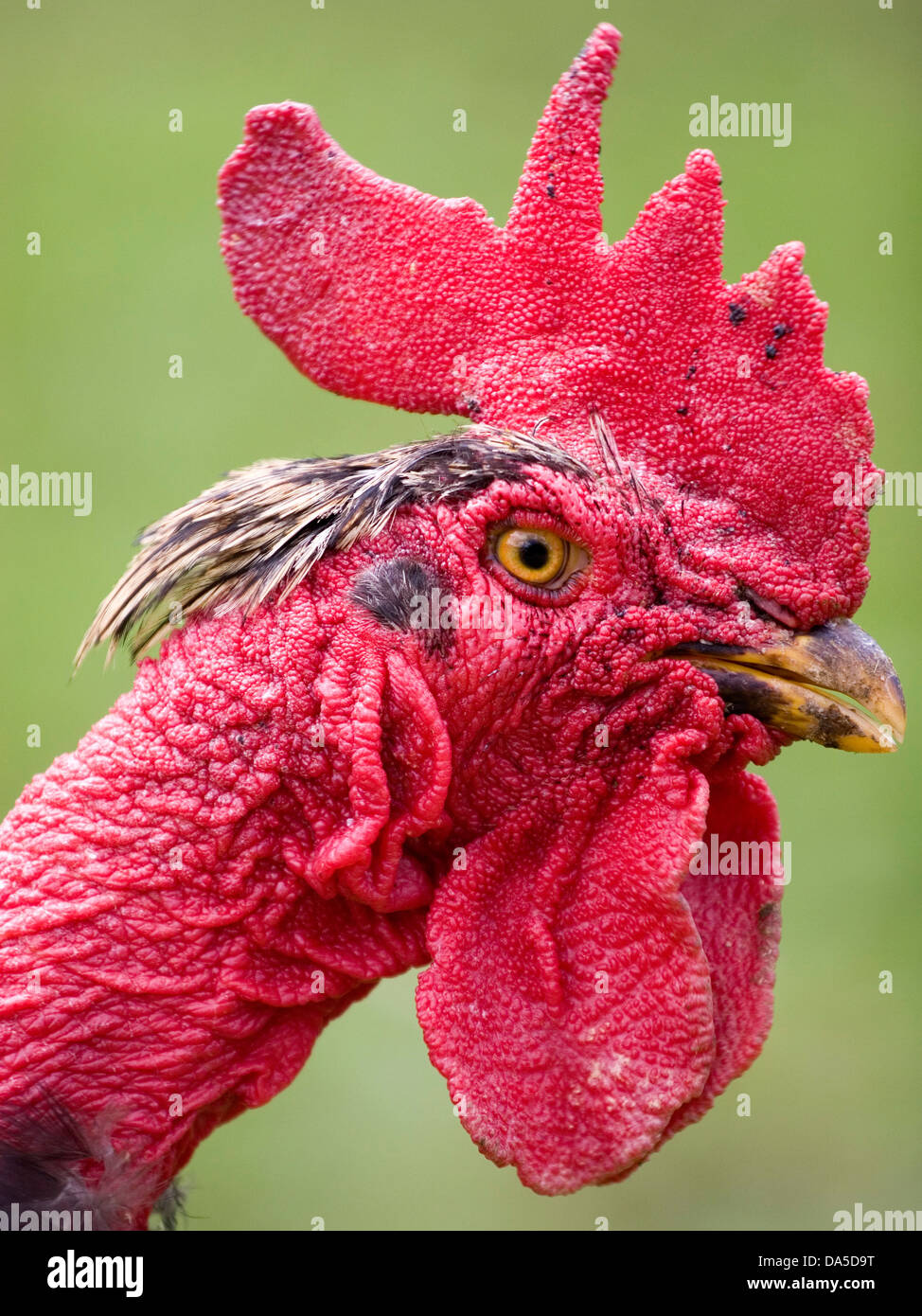 Profile of a dirty rooster Stock Photo - Alamy