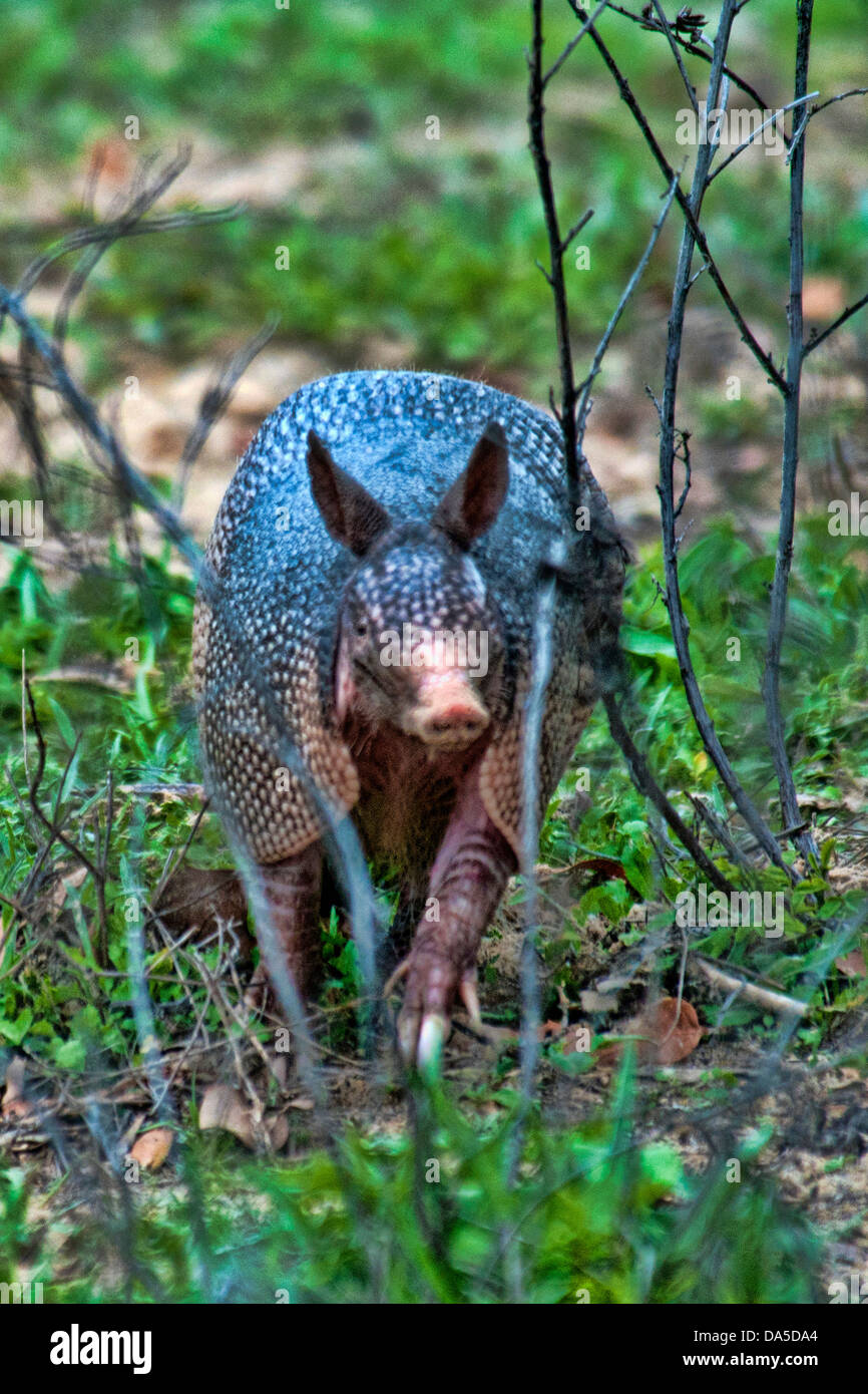 nine, banded armadillo, dasypus novemcinctus, Aransas, national ...