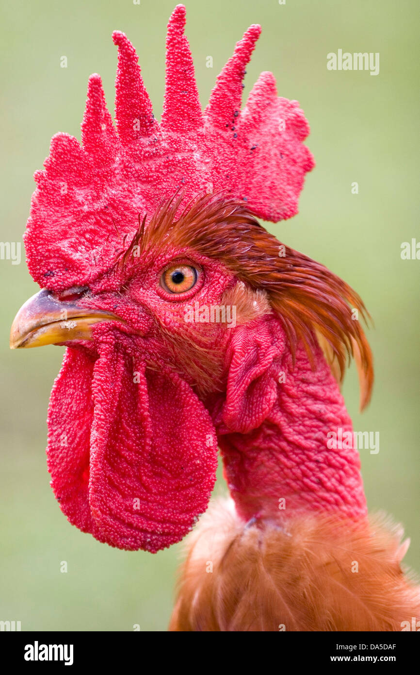 Profile of a rooster Stock Photo - Alamy