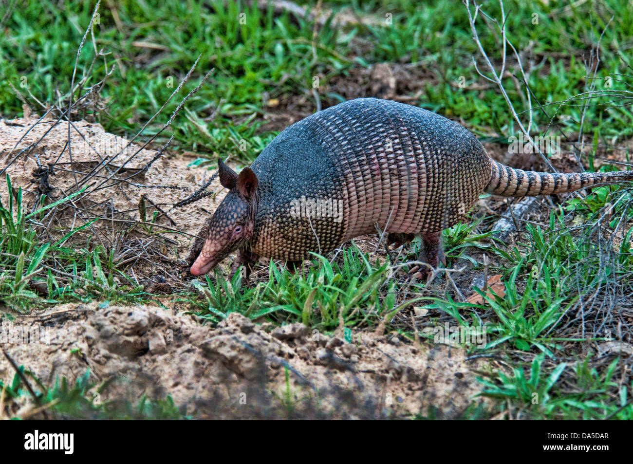 nine, banded armadillo, dasypus novemcinctus, Aransas, national ...