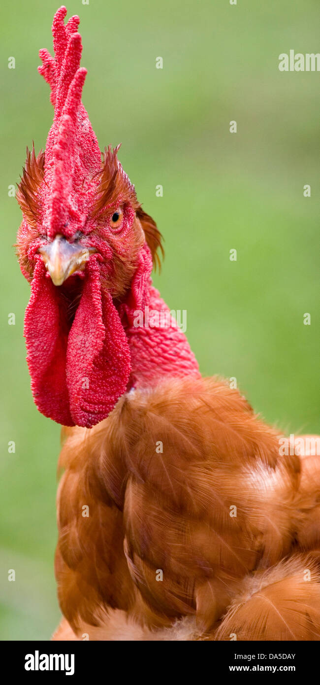 Rooster looking back at camera Stock Photo - Alamy