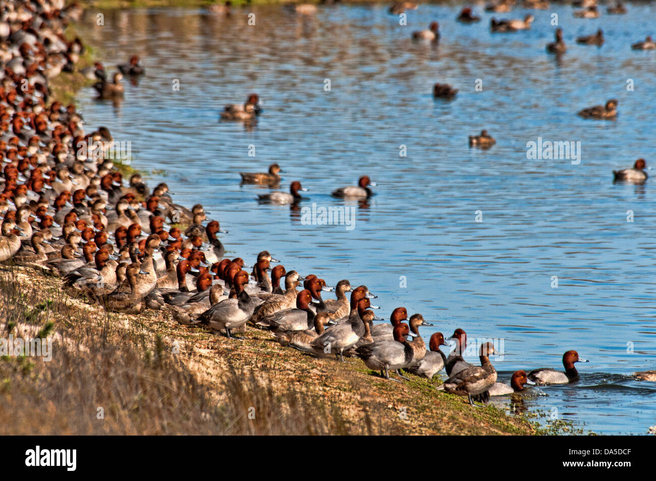 redhead ducks, aythya Americana, padre island, national, seashore ...