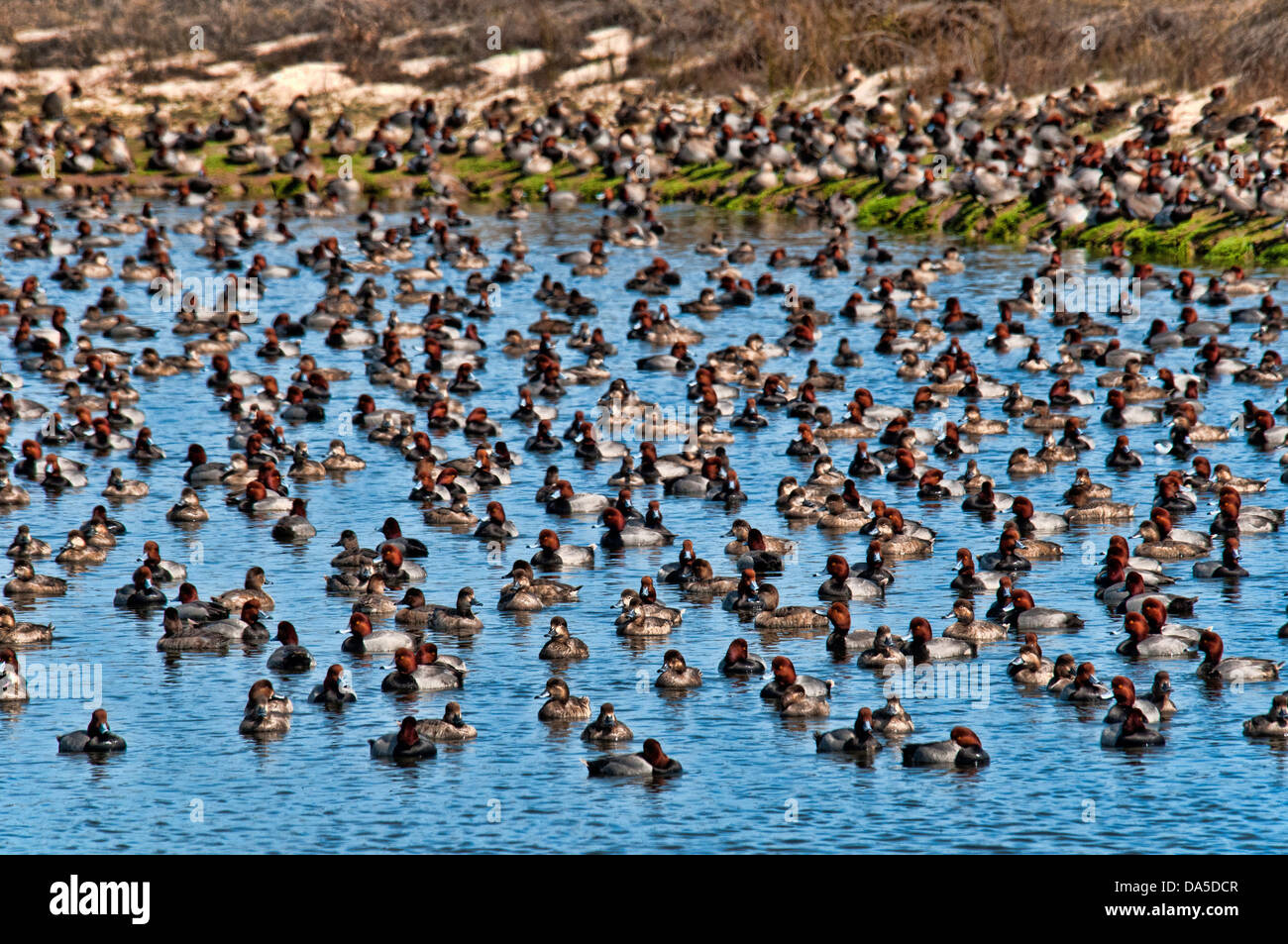 redhead ducks, aythya Americana, padre island, national, seashore ...
