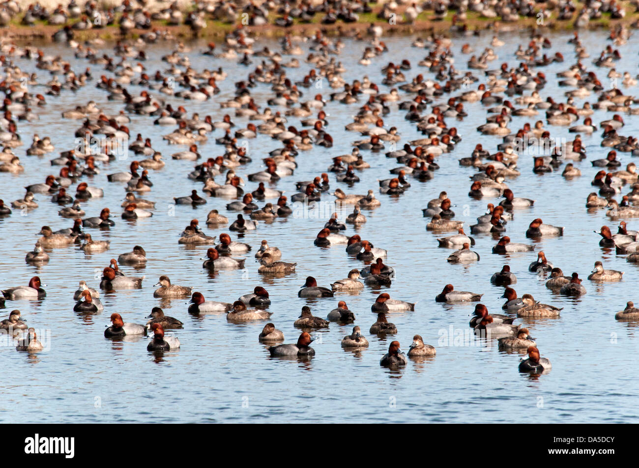 redhead ducks, aythya Americana, padre island, national, seashore ...